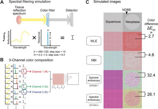 Spectral Endoscopy Enhances Contrast for Neoplasia in Surveillance of ...