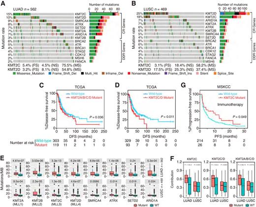 Recruitment of KMT2C/MLL3 to DNA Damage Sites Mediates DNA Damage ...