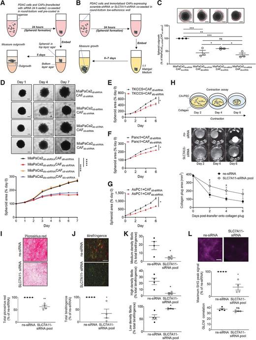 Cancer-Associated Fibroblasts in Pancreatic Ductal Adenocarcinoma ...