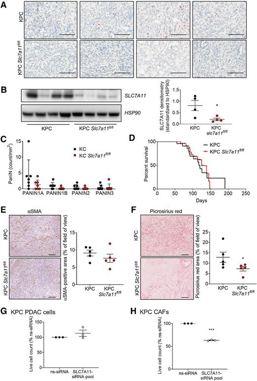 Cancer-Associated Fibroblasts in Pancreatic Ductal Adenocarcinoma ...