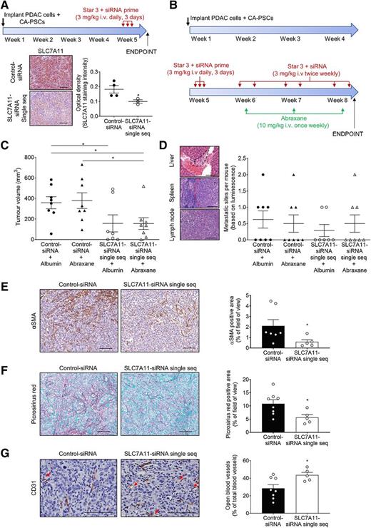 Cancer-Associated Fibroblasts in Pancreatic Ductal Adenocarcinoma ...