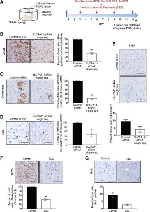 Cancer-Associated Fibroblasts in Pancreatic Ductal Adenocarcinoma ...