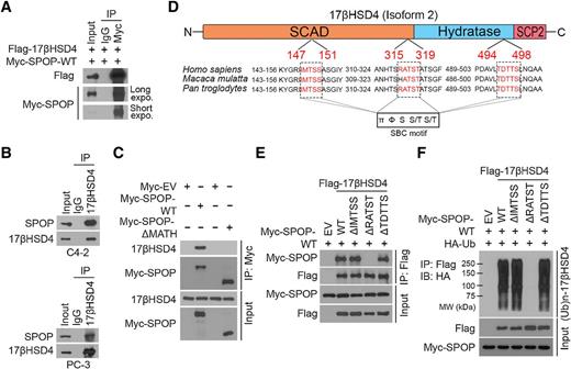 Mutated SPOP E3 Ligase Promotes 17βHSD4 Protein Degradation to Drive ...
