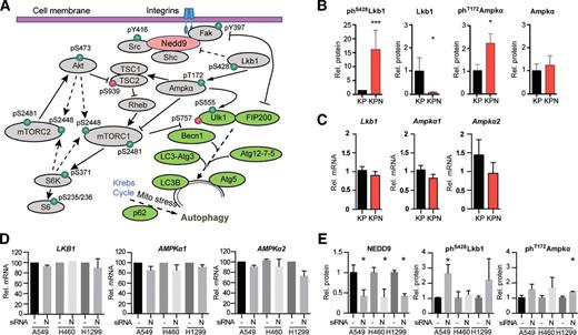 Nedd9 Restrains Autophagy to Limit Growth of Early Stage Non–Small Cell ...