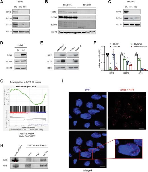 SLFN5 Regulates LAT1-Mediated mTOR Activation in Castration-Resistant ...