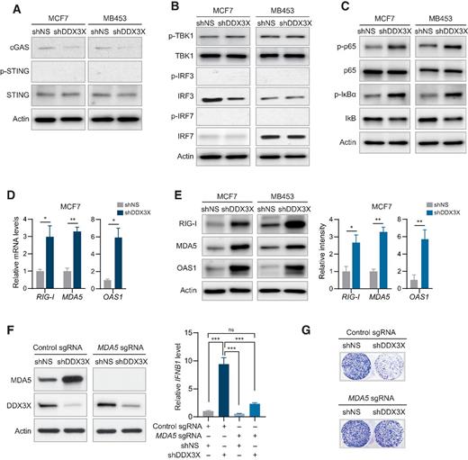Targeting DDX3X Triggers Antitumor Immunity via a dsRNA-Mediated Tumor ...
