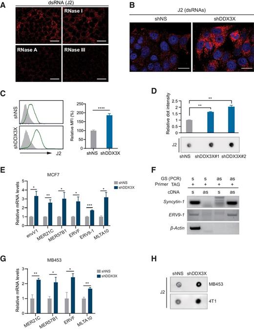 Targeting DDX3X Triggers Antitumor Immunity via a dsRNA-Mediated Tumor ...