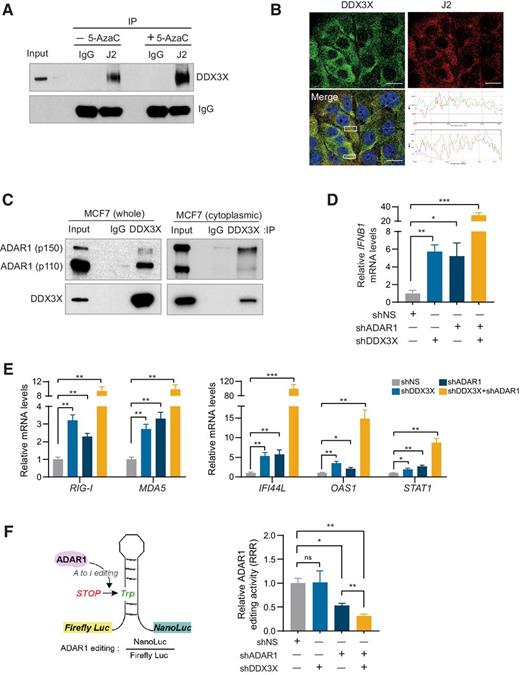 Targeting DDX3X Triggers Antitumor Immunity via a dsRNA-Mediated Tumor ...