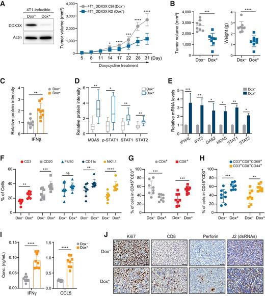Targeting DDX3X Triggers Antitumor Immunity via a dsRNA-Mediated Tumor ...