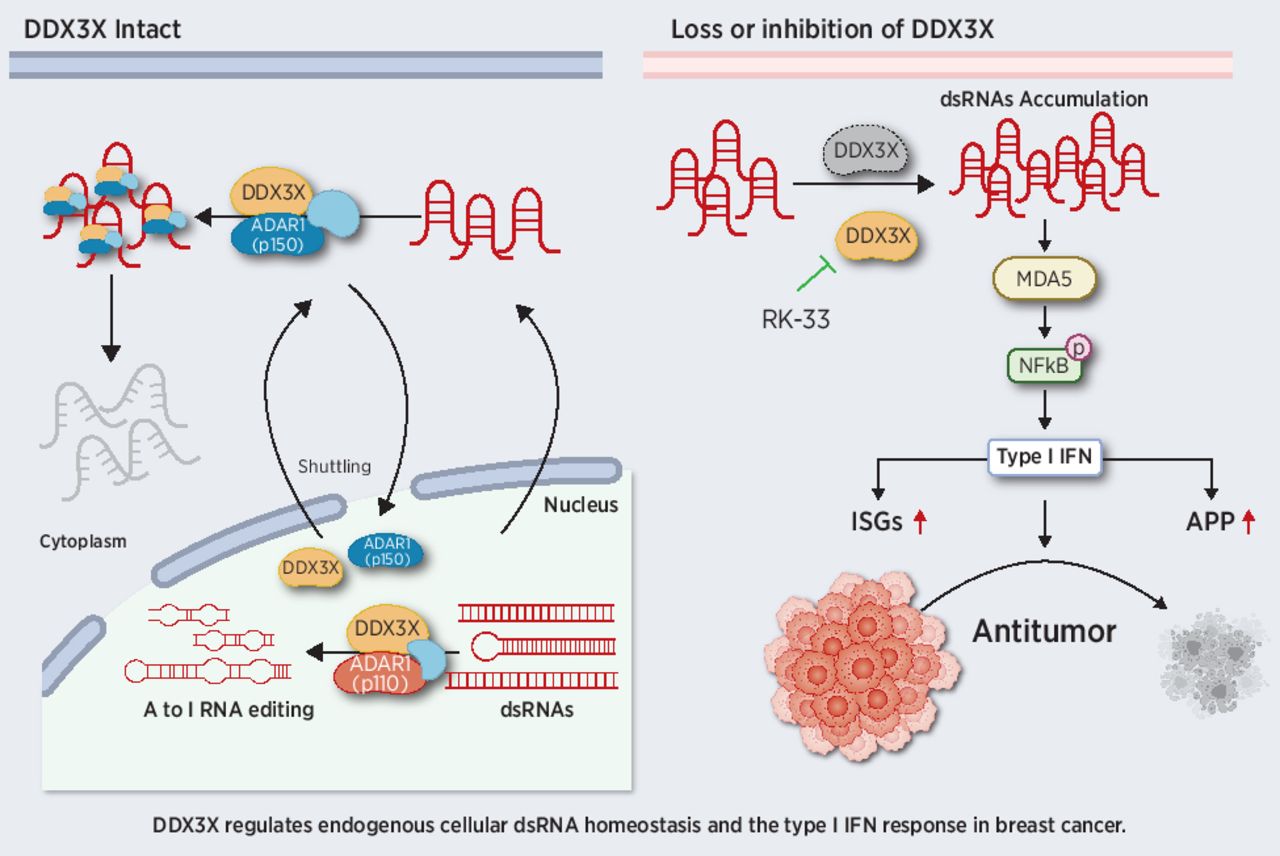 Targeting DDX3X Triggers Antitumor Immunity via a dsRNA-Mediated Tumor ...
