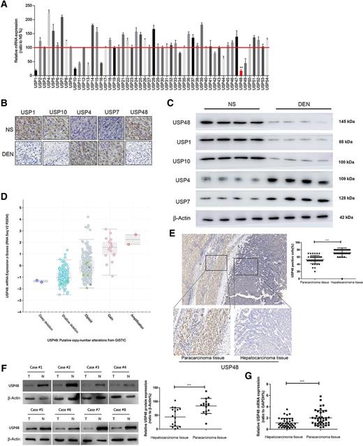 USP48 Is Upregulated by Mettl14 to Attenuate Hepatocellular Carcinoma ...