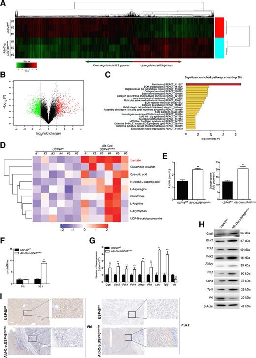 USP48 Is Upregulated by Mettl14 to Attenuate Hepatocellular Carcinoma ...