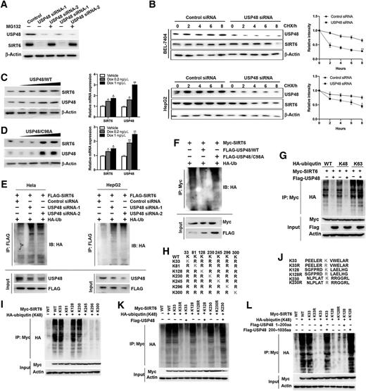 USP48 Is Upregulated by Mettl14 to Attenuate Hepatocellular Carcinoma ...