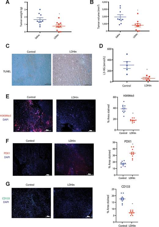 Hypoxia-Driven Oncometabolite L-2HG Maintains Stemness-Differentiation ...