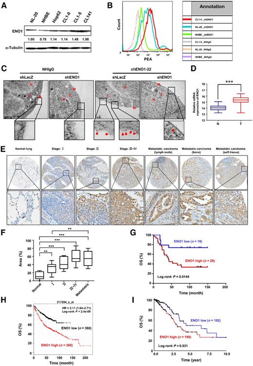 ENO1 Promotes Lung Cancer Metastasis via HGFR and WNT Signaling–Driven ...
