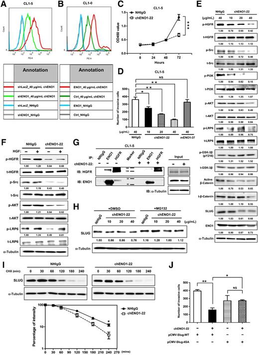 ENO1 Promotes Lung Cancer Metastasis via HGFR and WNT Signaling–Driven ...