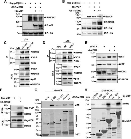 Valosin-Containing Protein Stabilizes Mutant p53 to Promote Pancreatic ...
