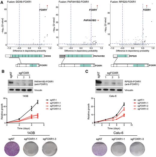 Gene Fusions Create Partner and Collateral Dependencies Essential to ...