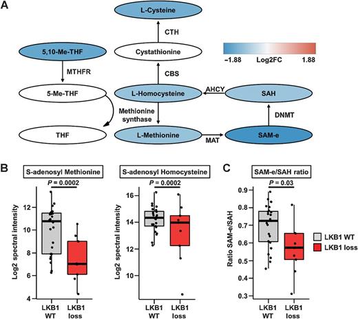 STK11/LKB1 Loss of Function Is Associated with Global DNA ...