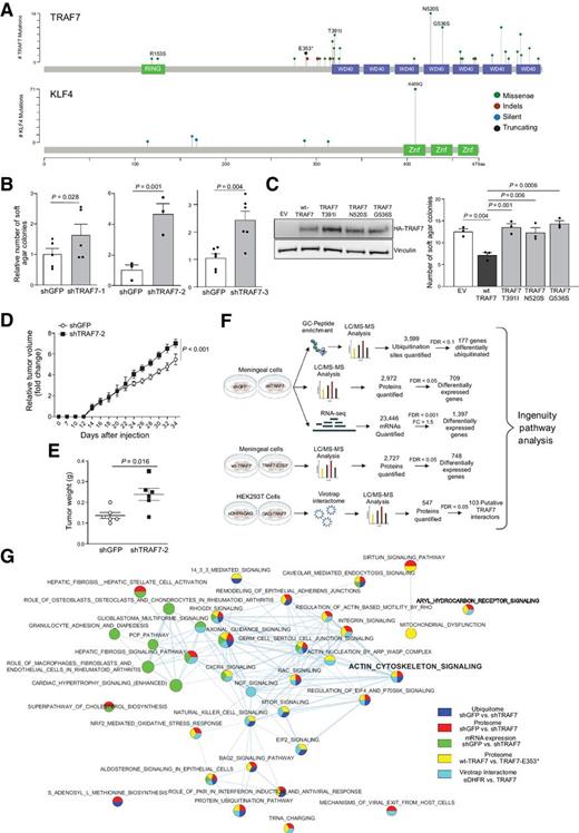 Loss-of-Function Mutations in TRAF7 and KLF4 Cooperatively Activate RAS ...