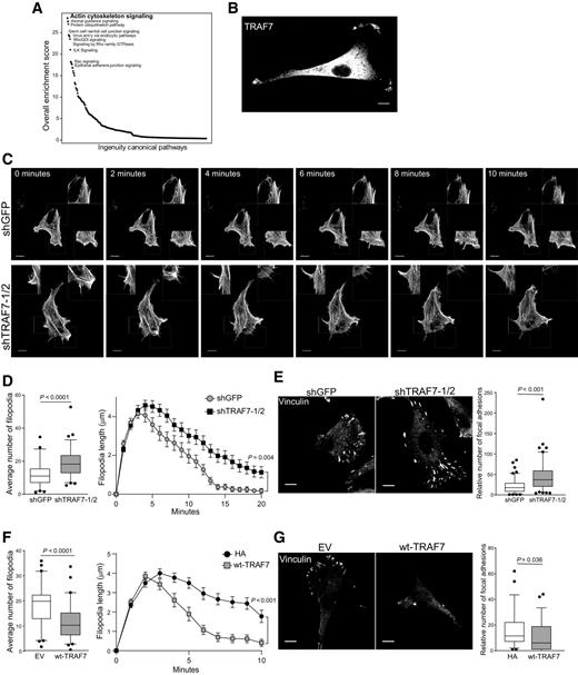 Loss-of-Function Mutations in TRAF7 and KLF4 Cooperatively Activate RAS ...
