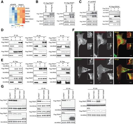 Loss-of-Function Mutations in TRAF7 and KLF4 Cooperatively Activate RAS ...