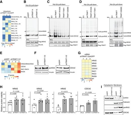 Loss-of-Function Mutations in TRAF7 and KLF4 Cooperatively Activate RAS ...