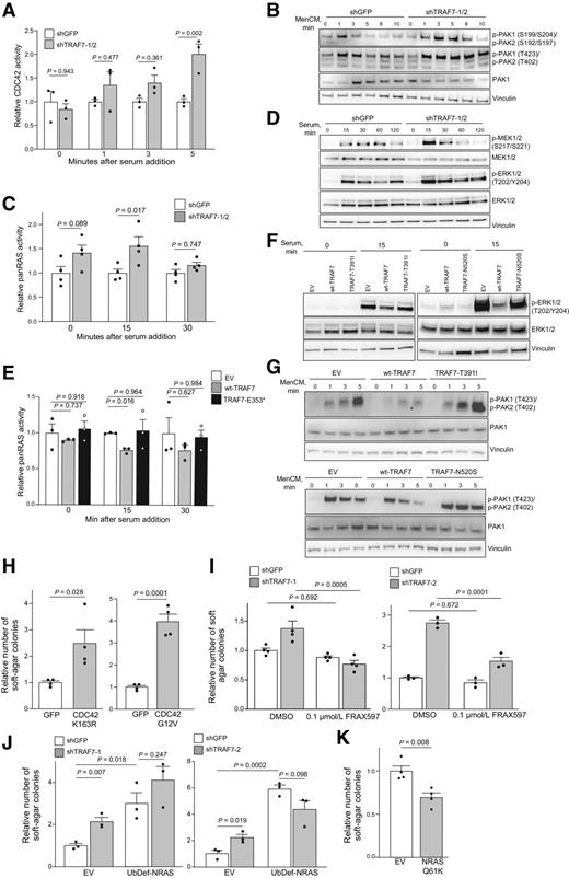Loss-of-Function Mutations in TRAF7 and KLF4 Cooperatively Activate RAS ...