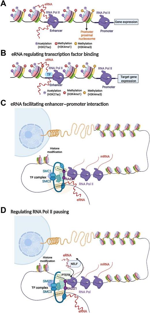 Implications of Enhancer Transcription and eRNAs in Cancer | Cancer ...