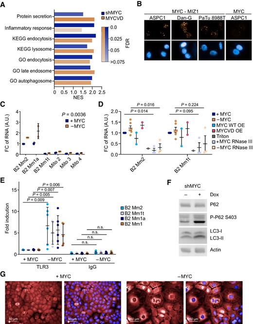 MYC- and MIZ1-Dependent Vesicular Transport of Double-Strand RNA ...