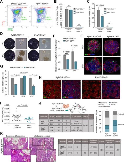 E2A Modulates Stemness, Metastasis, and Therapeutic Resistance of ...