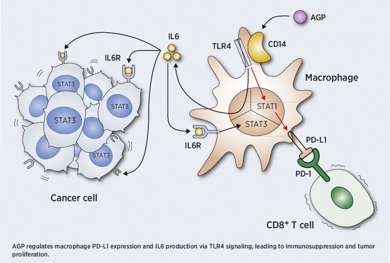 α1-Acid Glycoprotein Enhances the Immunosuppressive and Protumor ...