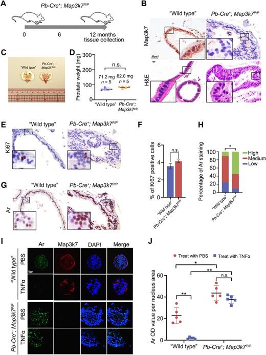 MAP3K7-IKK Inflammatory Signaling Modulates AR Protein Degradation and ...