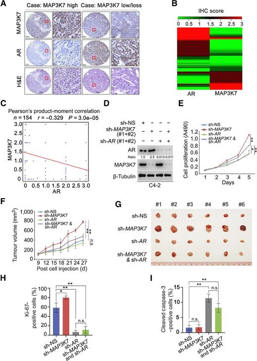 MAP3K7-IKK Inflammatory Signaling Modulates AR Protein Degradation and ...