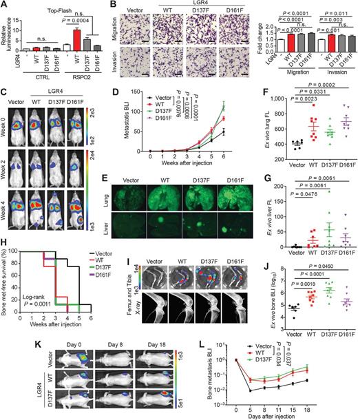 A Wnt-Independent LGR4–EGFR Signaling Axis in Cancer Metastasis ...