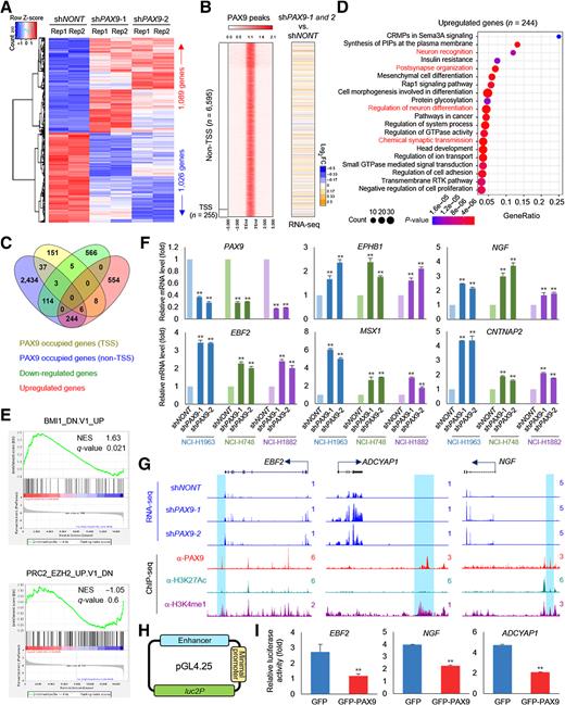 PAX9 Determines Epigenetic State Transition and Cell Fate in Cancer ...