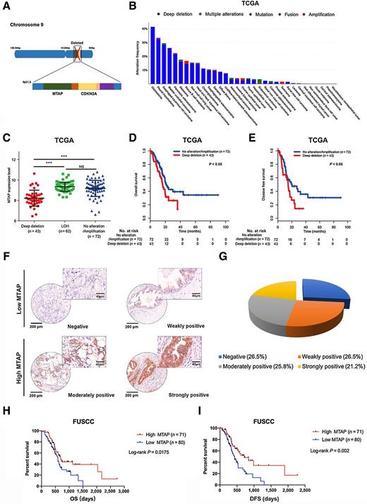 MTAP Deficiency–Induced Metabolic Reprogramming Creates a Vulnerability ...
