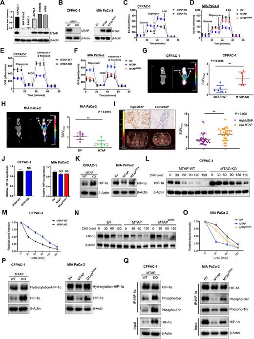 MTAP Deficiency–Induced Metabolic Reprogramming Creates a Vulnerability ...