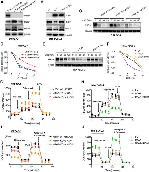 MTAP Deficiency–Induced Metabolic Reprogramming Creates a Vulnerability ...