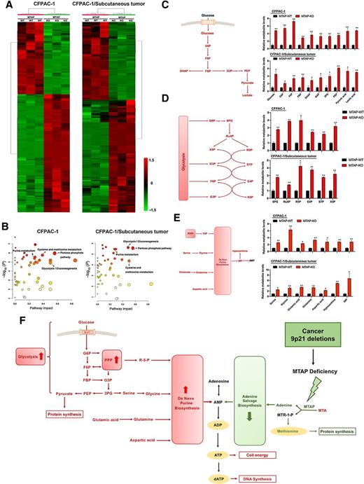 MTAP Deficiency–Induced Metabolic Reprogramming Creates a Vulnerability ...