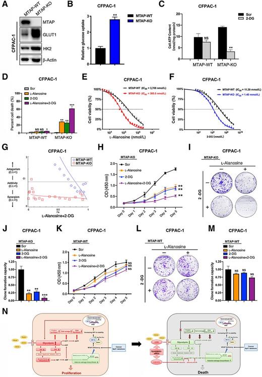 MTAP Deficiency–Induced Metabolic Reprogramming Creates a Vulnerability ...