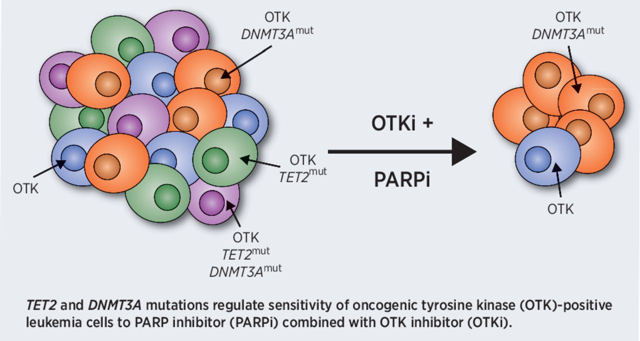 TET2 and DNMT3A Mutations Exert Divergent Effects on DNA Repair and ...