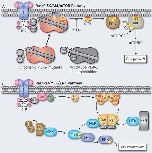 PI3K Driver Mutations: A Biophysical Membrane-Centric Perspective ...