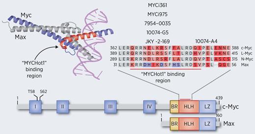 Turning Up The Heat On Myc Progress In Small Molecule Inhibitors Cancer Research American
