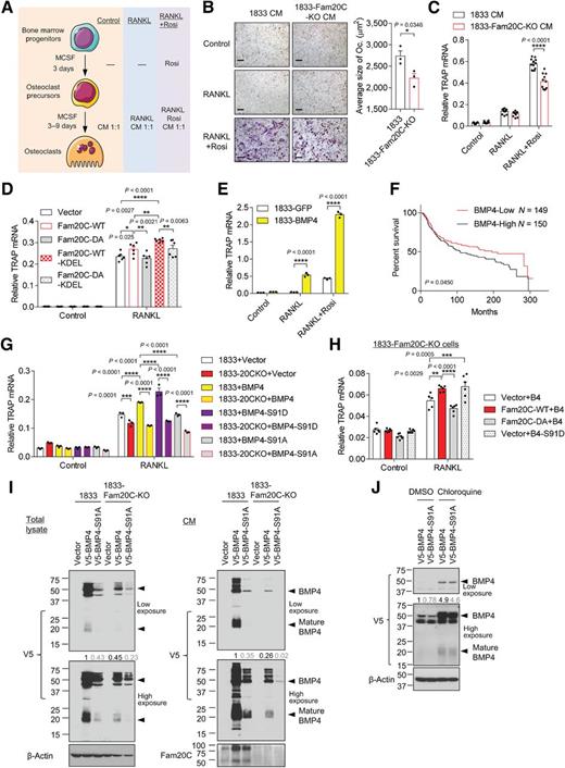 Fam20C Regulates Bone Resorption and Breast Cancer Bone Metastasis ...