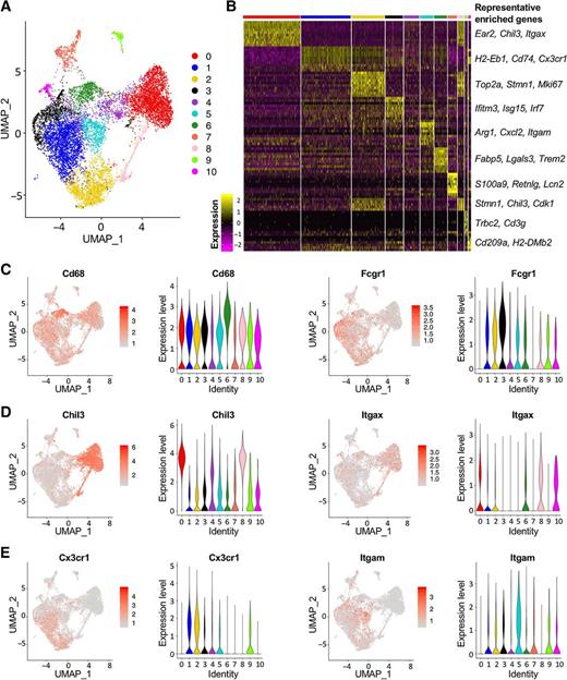 Characterizing Macrophage Diversity in Metastasis-Bearing Lungs Reveals ...