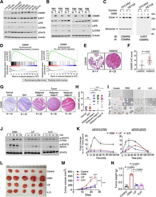 Oncostatin M Receptor–Targeted Antibodies Suppress STAT3 Signaling and ...