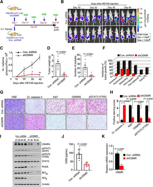Oncostatin M Receptor–Targeted Antibodies Suppress STAT3 Signaling and ...