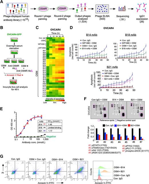 Oncostatin M Receptor–Targeted Antibodies Suppress STAT3 Signaling and ...