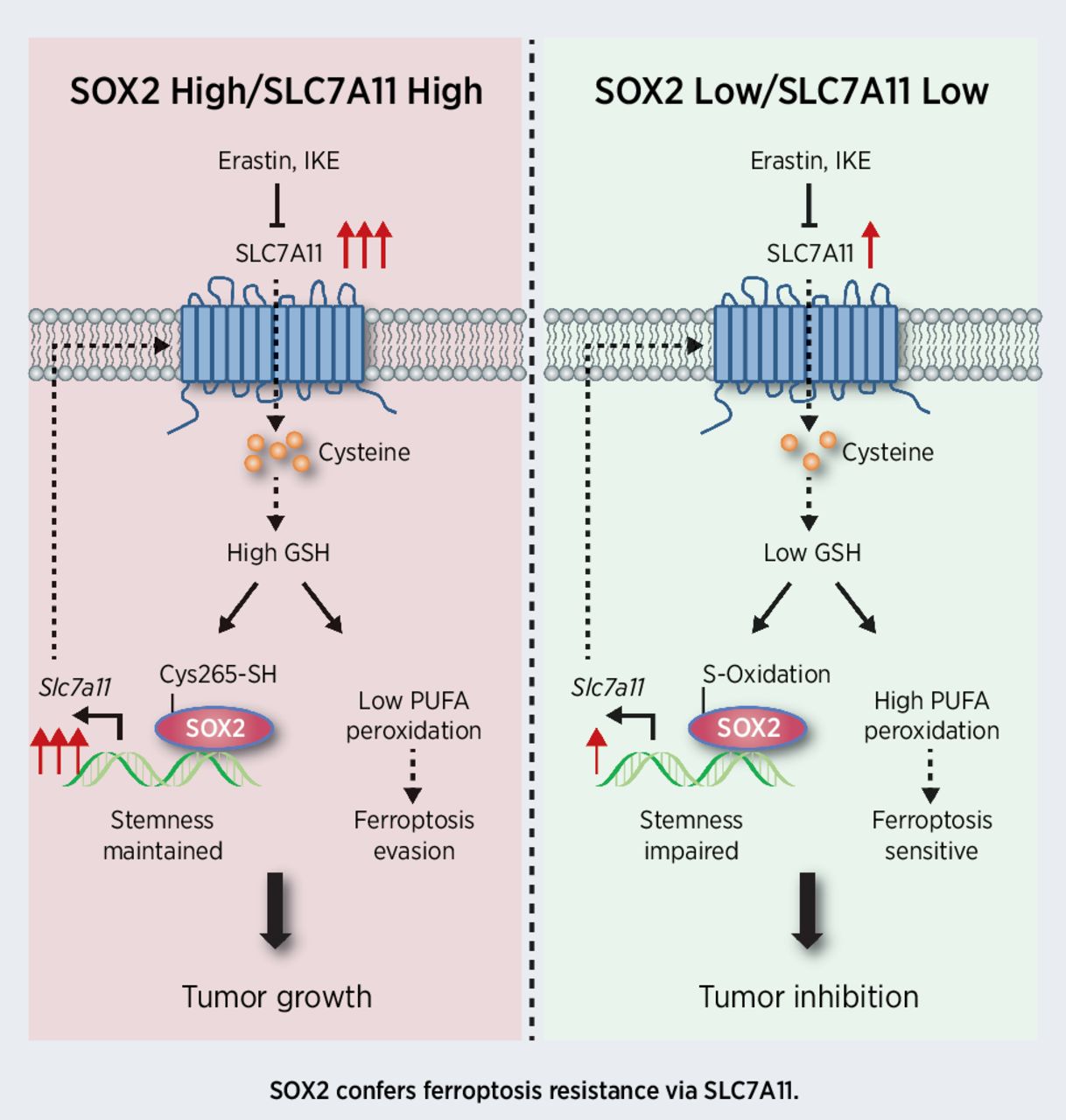 Stem Cell Factor SOX2 Confers Ferroptosis Resistance in Lung Cancer via ...